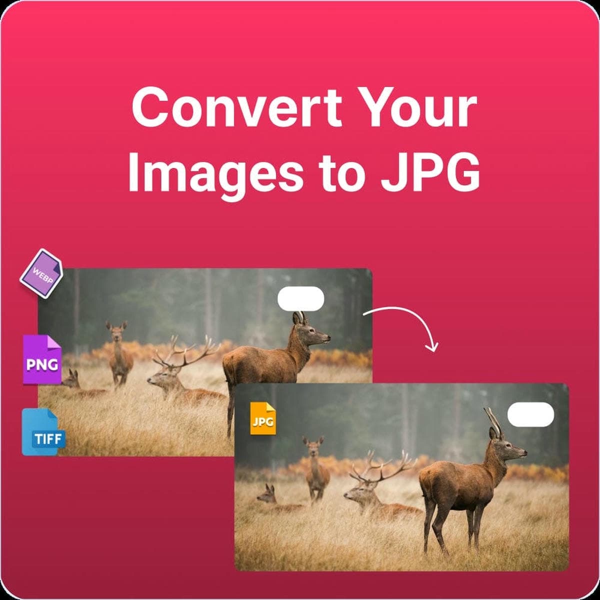 Instant Photo Converter to JPG - Fast, Free, and Unlimited
