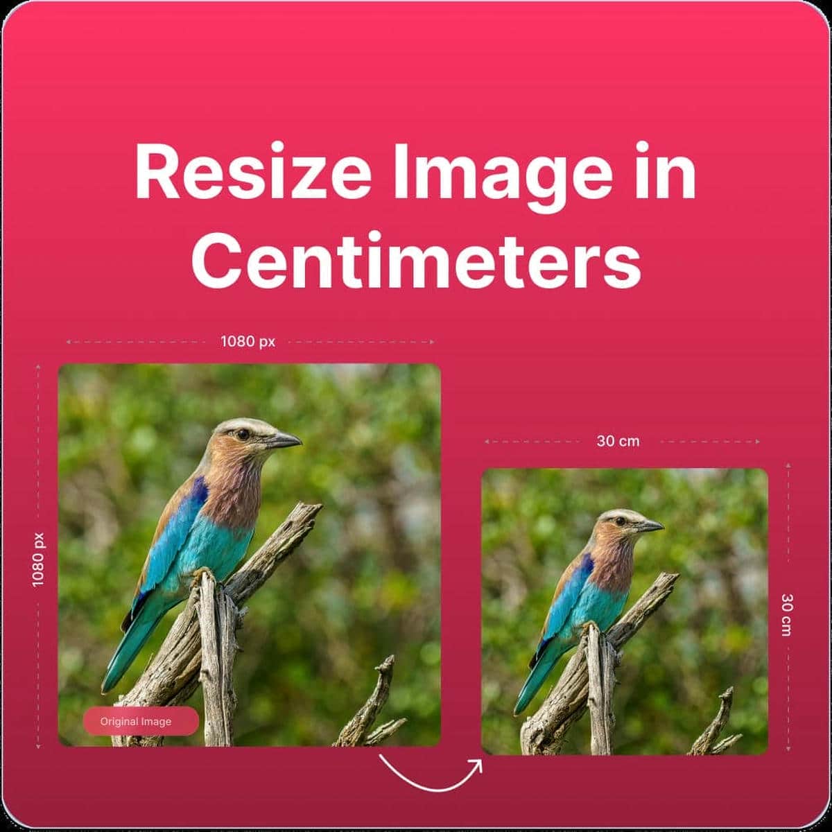 Resize Image in Centimeters - Safe & Accurate - Resize Photo in cm Online